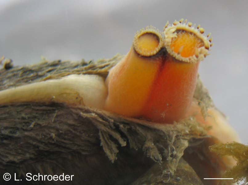 Bivalves - Mactridae